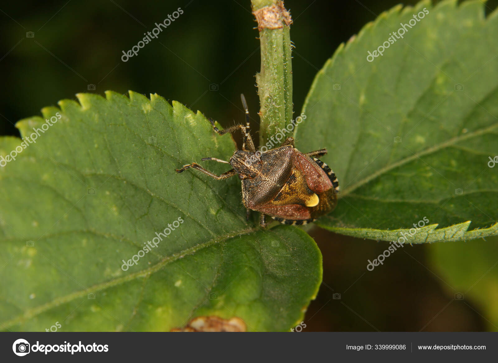 Spotted Breeding Bug Elasmucha Grisea Leaf Portrait Stock Photo by ...