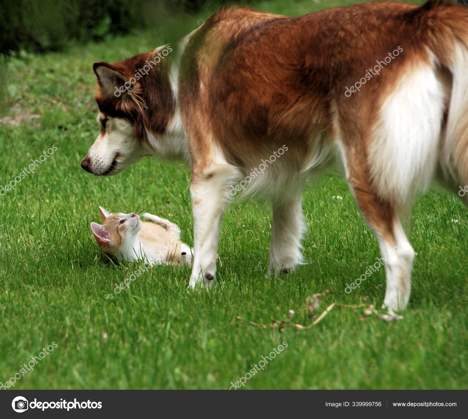 Friends Dog Cat — Stock Photo © PantherMediaSeller #339999756 Friends Dog Cat — Stock Photo © PantherMediaSeller #339999756