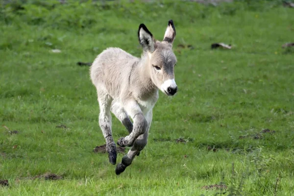 Burro corriendo Stock Photos, Royalty Free Burro corriendo Images ...