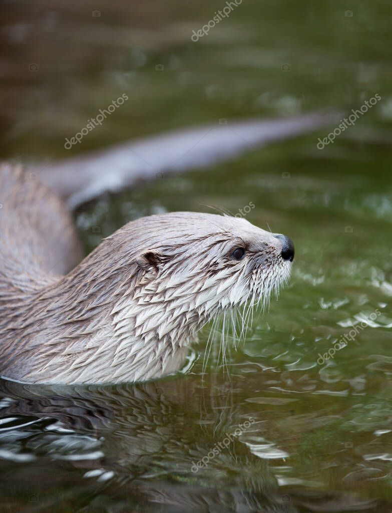 nutria europea (Lutra lutra), también conocida como nutria euroasiática ...