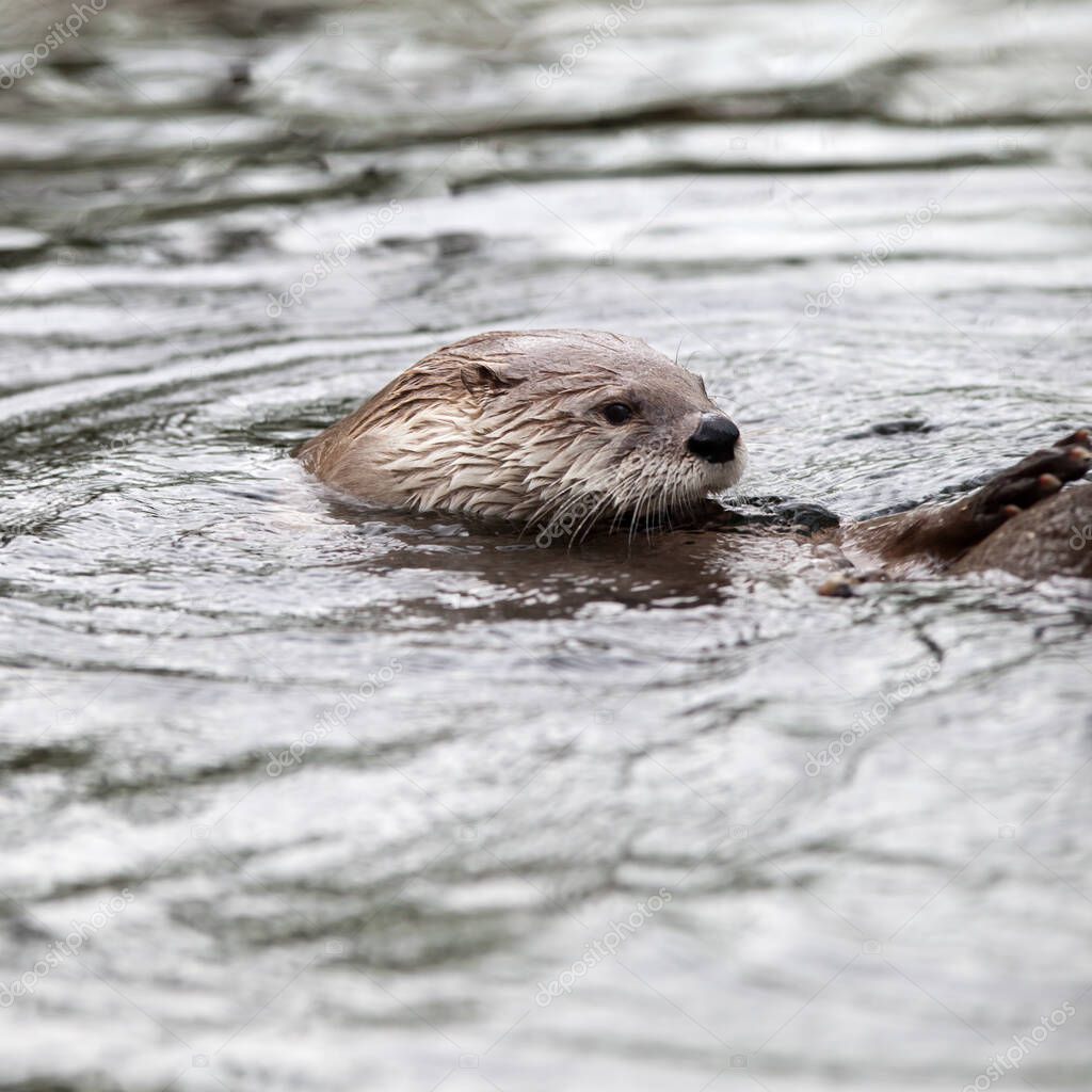 nutria europea (Lutra lutra), también conocida como nutria euroasiática ...