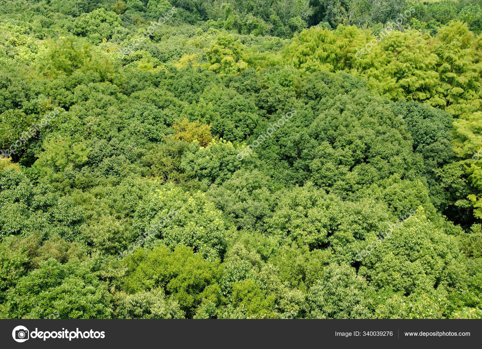 Japanese Deciduous Forest Canopy Seen Summer Osaka Japan Stock Photo by ...