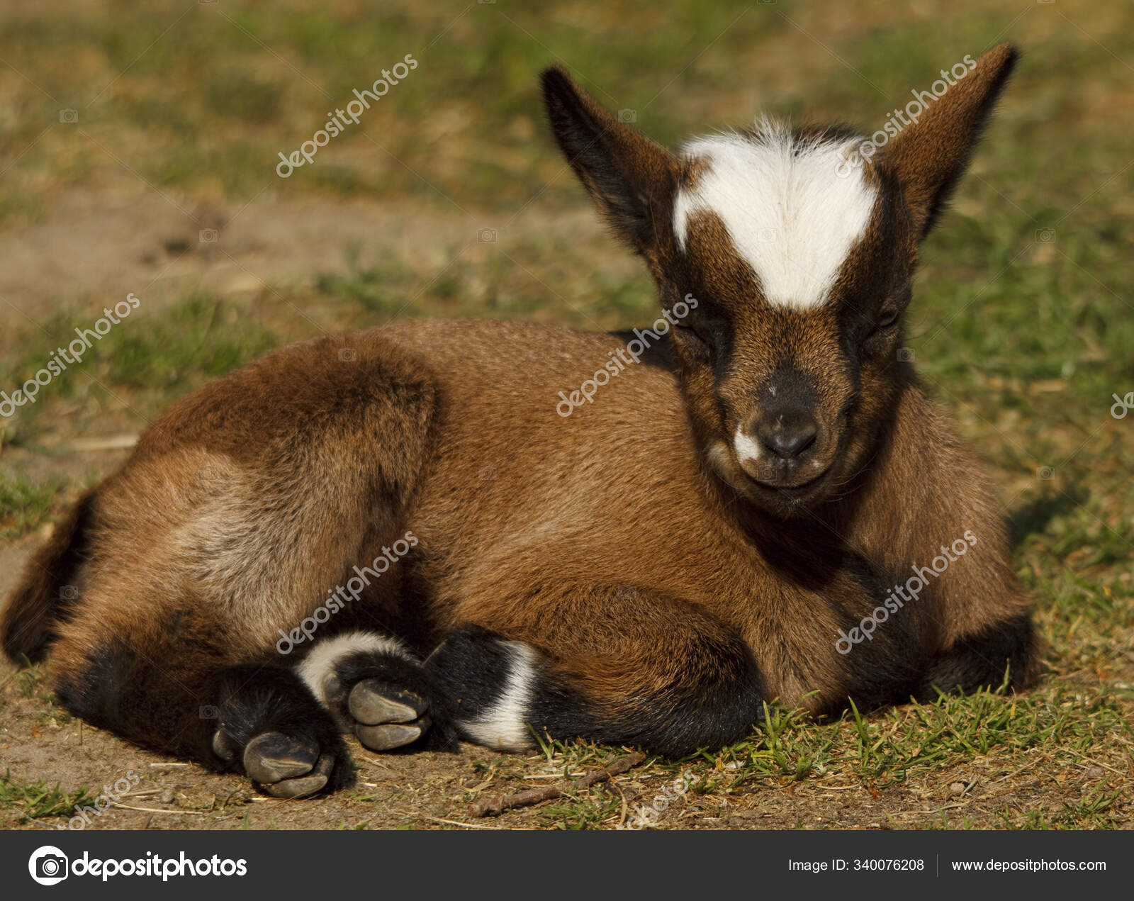 Cub West African Dwarf Goat Domestic Goat Capra Aegagru — Stock Photo ...