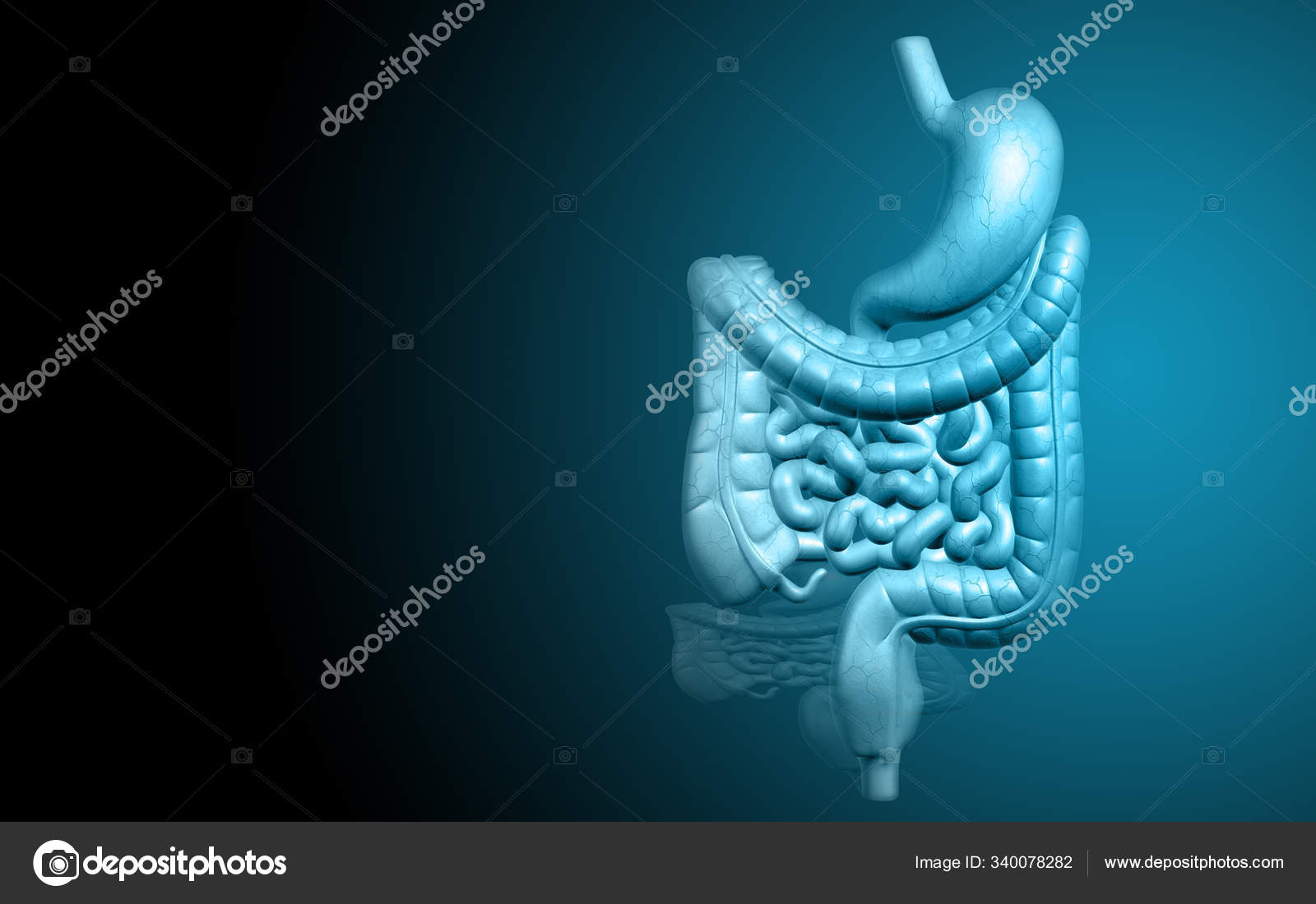 Digital Illustration Human Digestive System Colour Background Stock ...