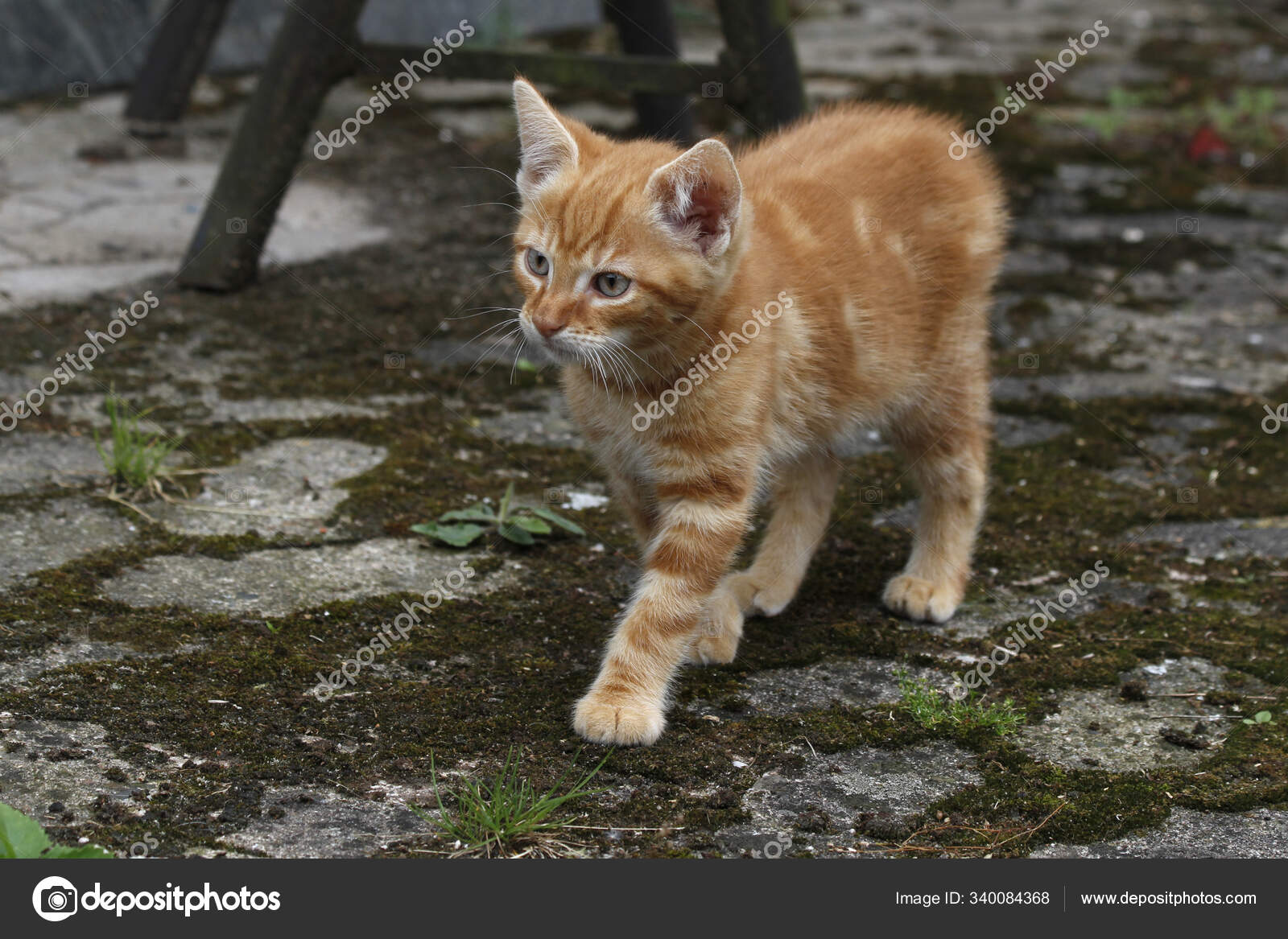 Portrait Cute Cat — Stock Photo © PantherMediaSeller #340084368