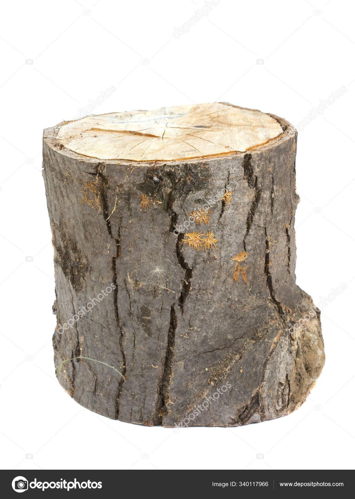 Tronco Madera Aislado Sobre Fondo Blanco — Foto de stock #340117966 ...