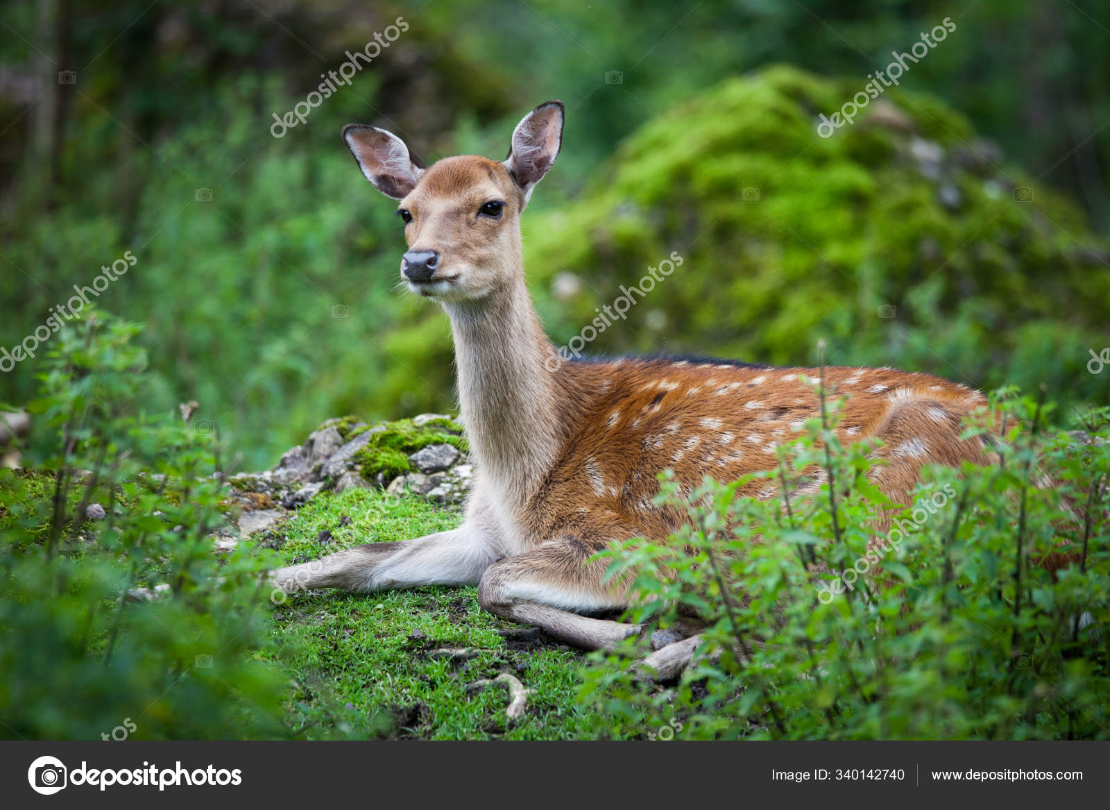 Sika Deer Doe