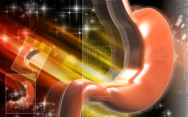 Digital Illustration Stomach Colour Background — Stock Photo ...