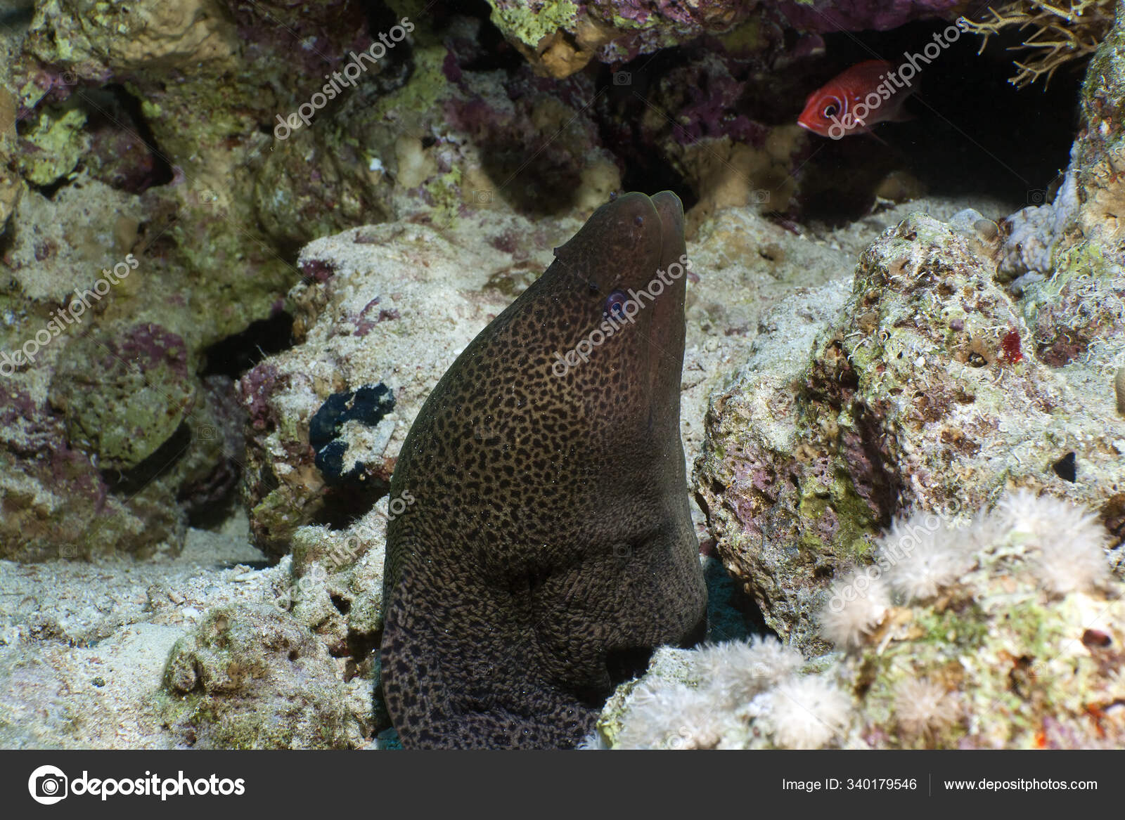 Christmas Tree Worm Red Sea — Stock Photo © PantherMediaSeller #340179546