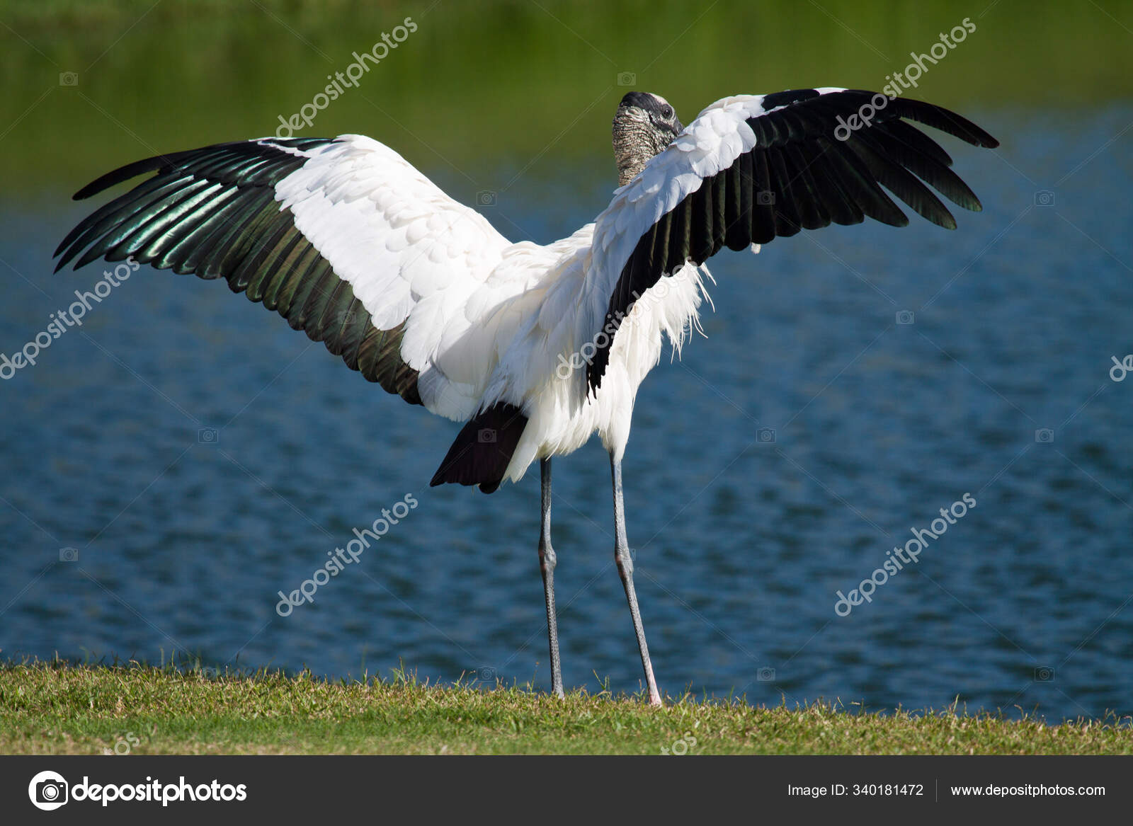 Scenic View Beautiful Stork Bird Nature — Stock Photo ...