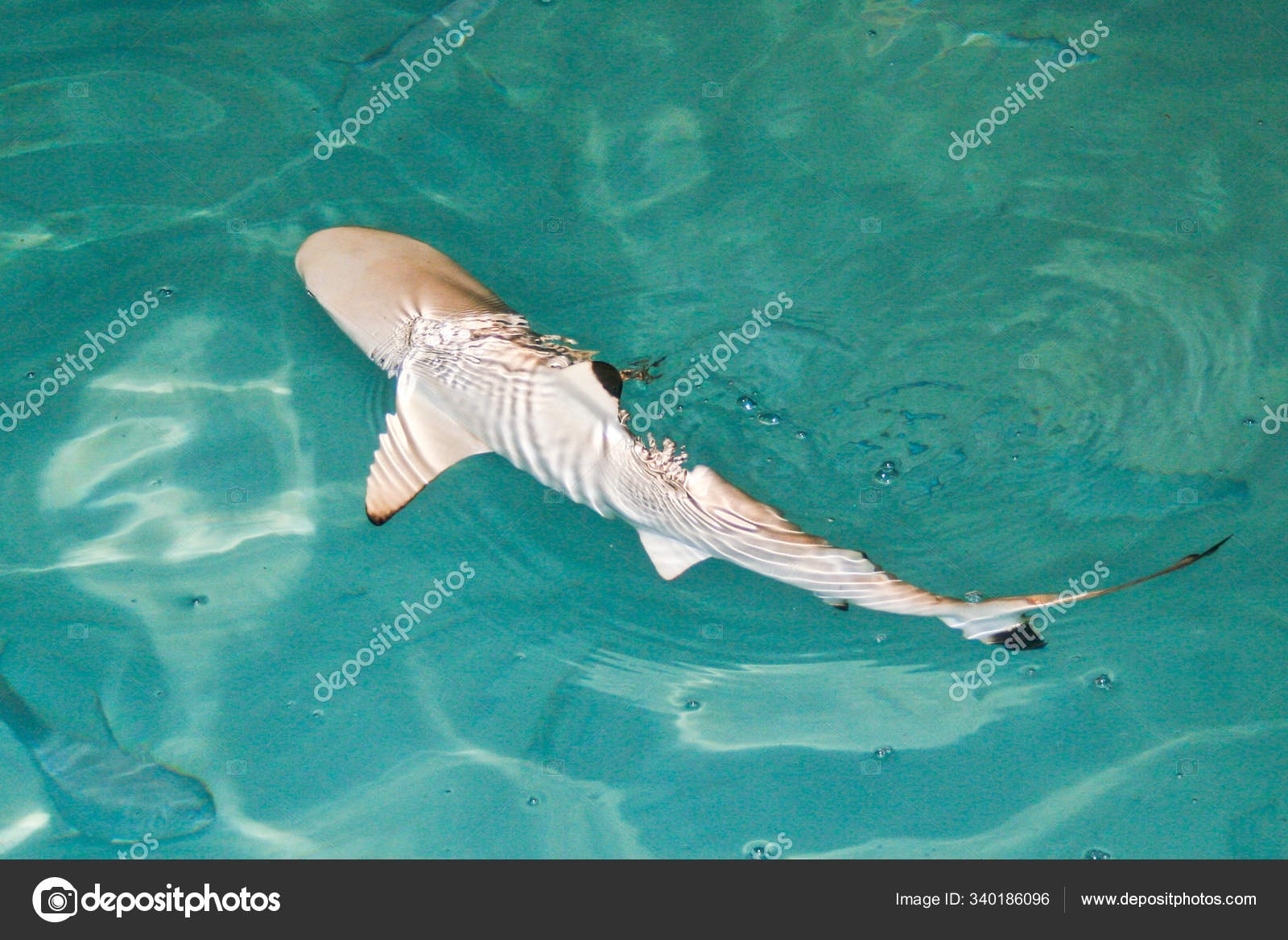 Marine Life Shark Fish Stock Photo by ©PantherMediaSeller 340186096