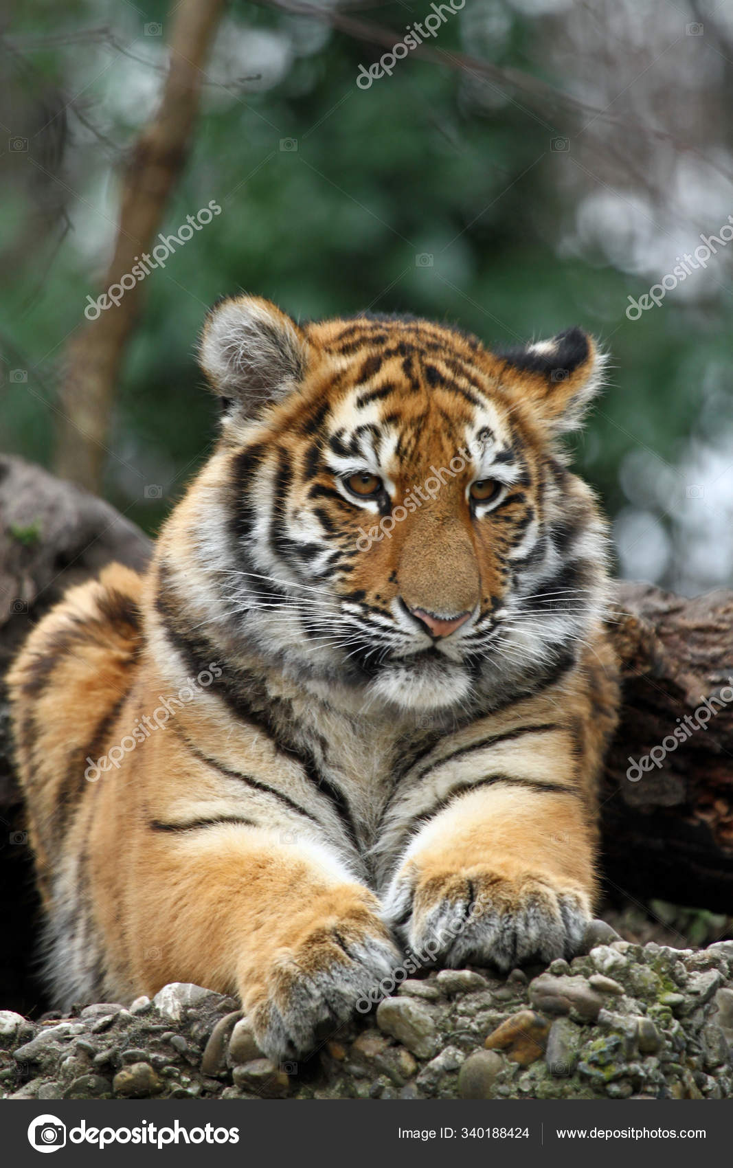 Striped Tiger Animal Predator Wildcat — Stock Photo ...