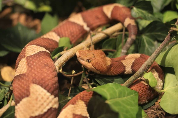 Serpente testa di rame Foto Stock, Serpente testa di rame Immagini ...