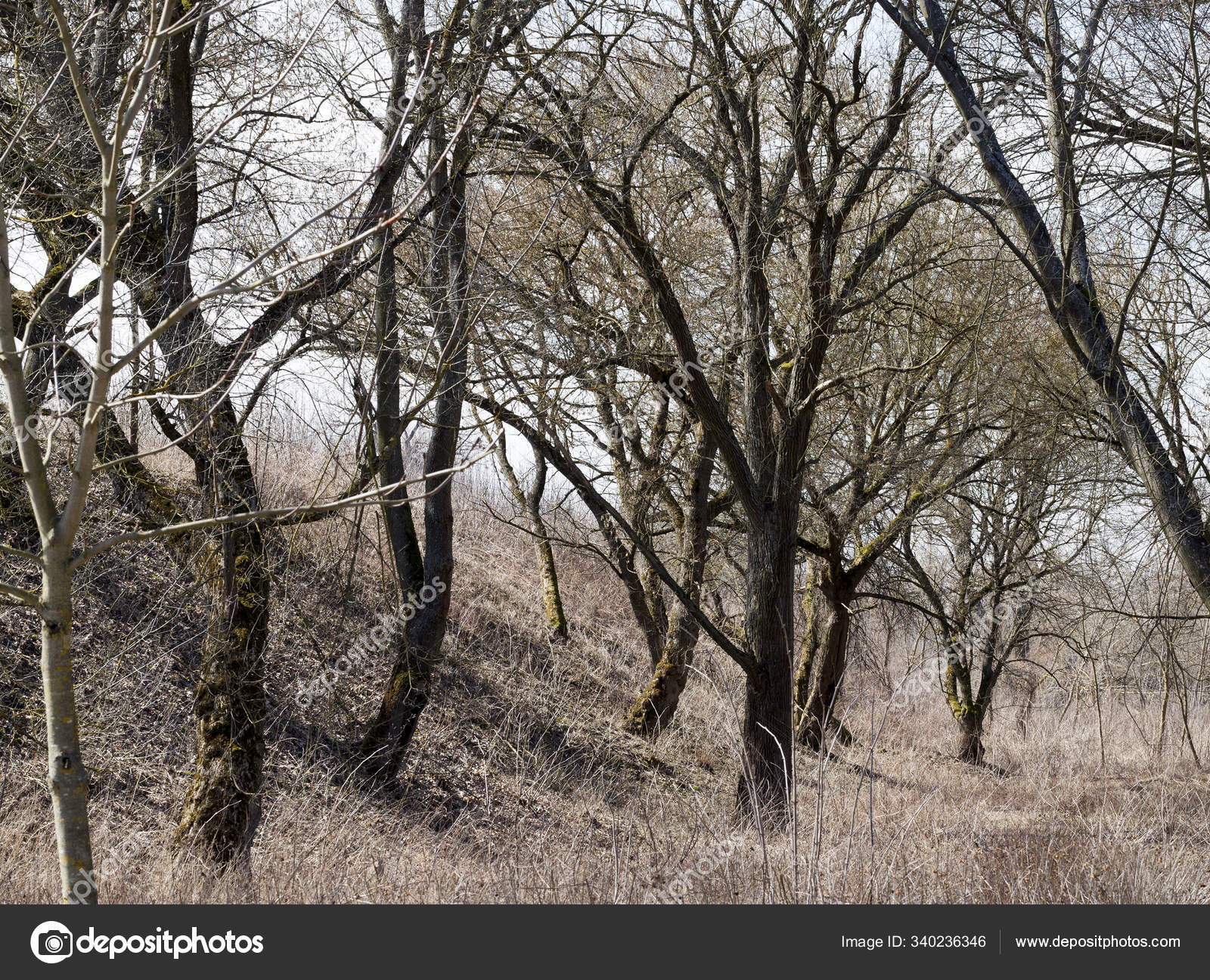 Growing Edge Grove Bare Deciduous Trees Early Spring Late Winter ...