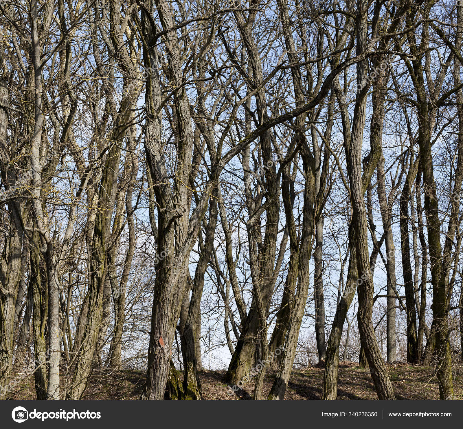 Growing Edge Grove Bare Deciduous Trees Early Spring Late Winter ...