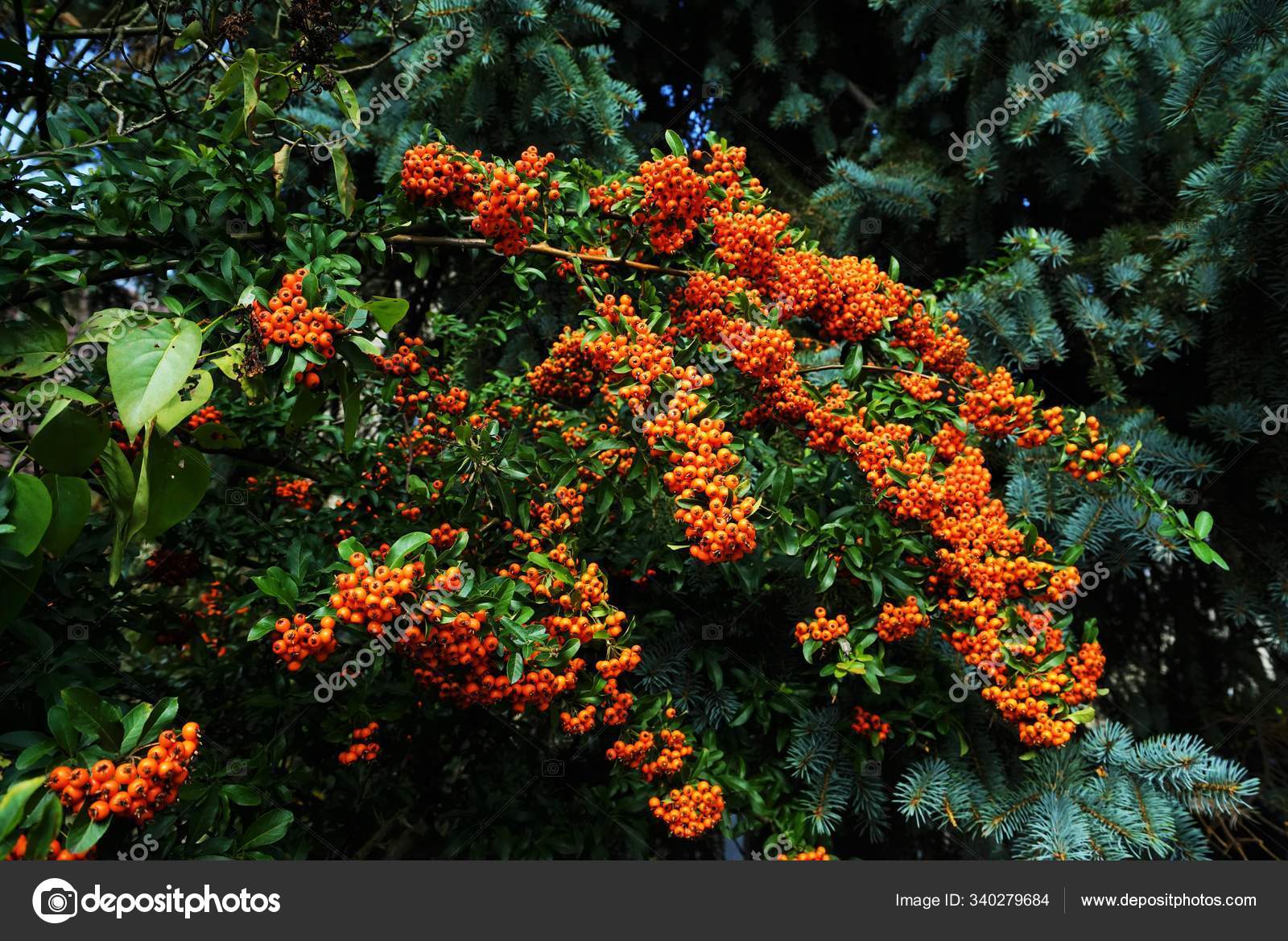 Firethorn Pyracantha Coccinea Hedge Summer — Stock Photo ...