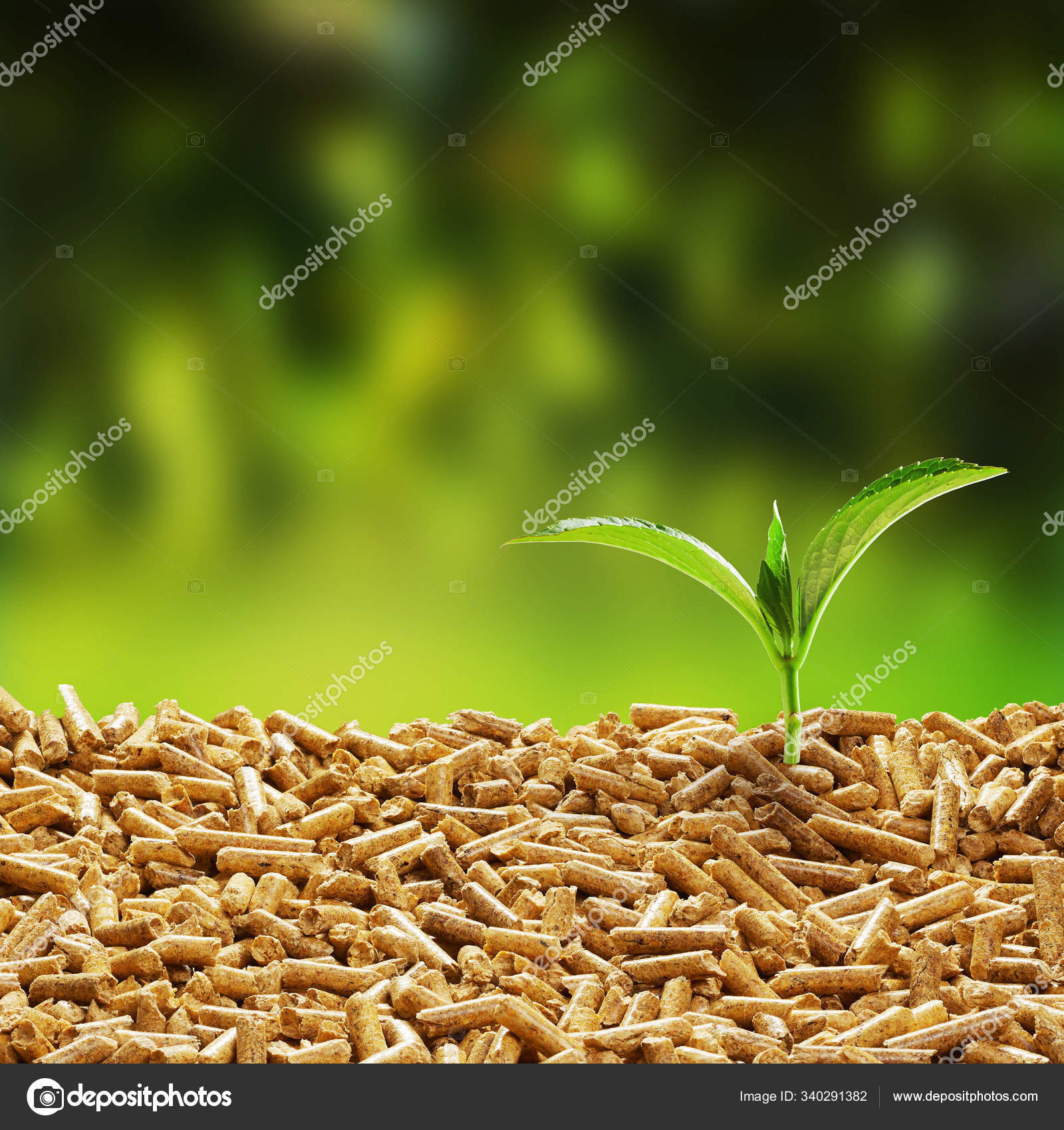 Fresh Green Seedling Sprouting Wood Pellets Used Organic Mulch Blurred ... Fresh Green Seedling Sprouting Wood Pellets Used Organic Mulch Blurred ...