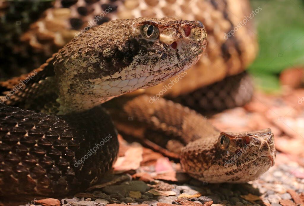Timber rattlesnake o canebrake rattlesnake o banded rattlesnake ...