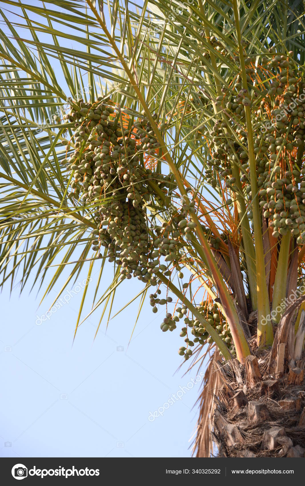 Dates Date Palm Costa Blanca Spain Stock Photo by ©PantherMediaSeller ...