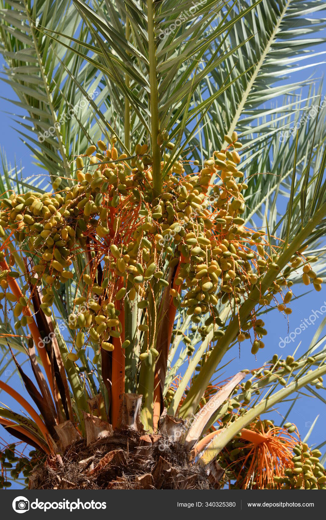 Dates Date Palm Costa Blanca Spain Stock Photo by ©PantherMediaSeller ...