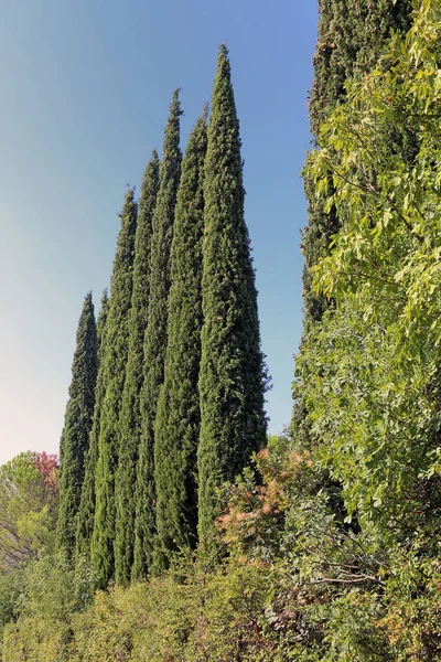 Mourning cypress Stock Photos, Royalty Free Mourning cypress Images ...