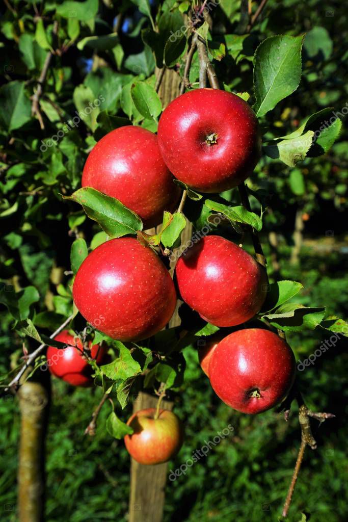 manzanas orgánicas rojas en un árbol de manzanas 2024
