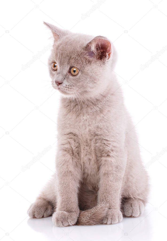 Scottish straight kitten. gato de color crema. Thoroughbred, gato ...