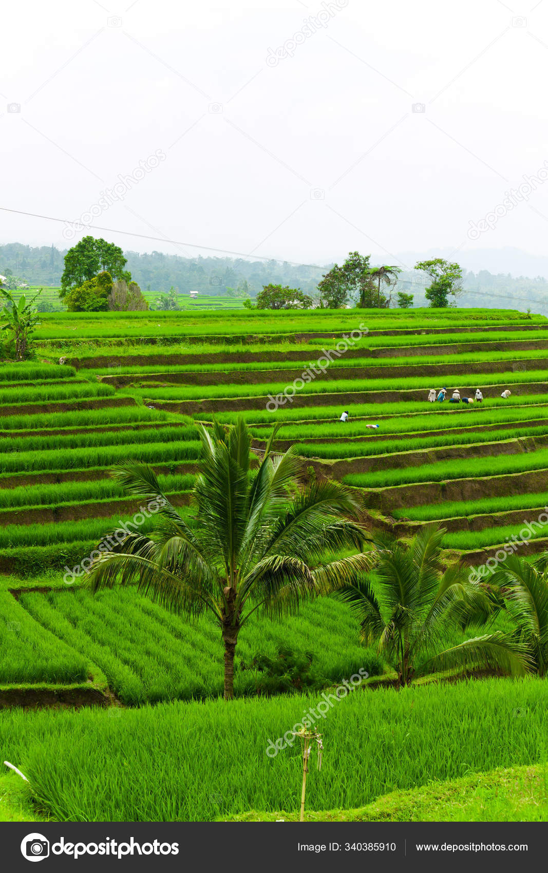 Rice Terraces Bali — Stock Photo © PantherMediaSeller #340385910