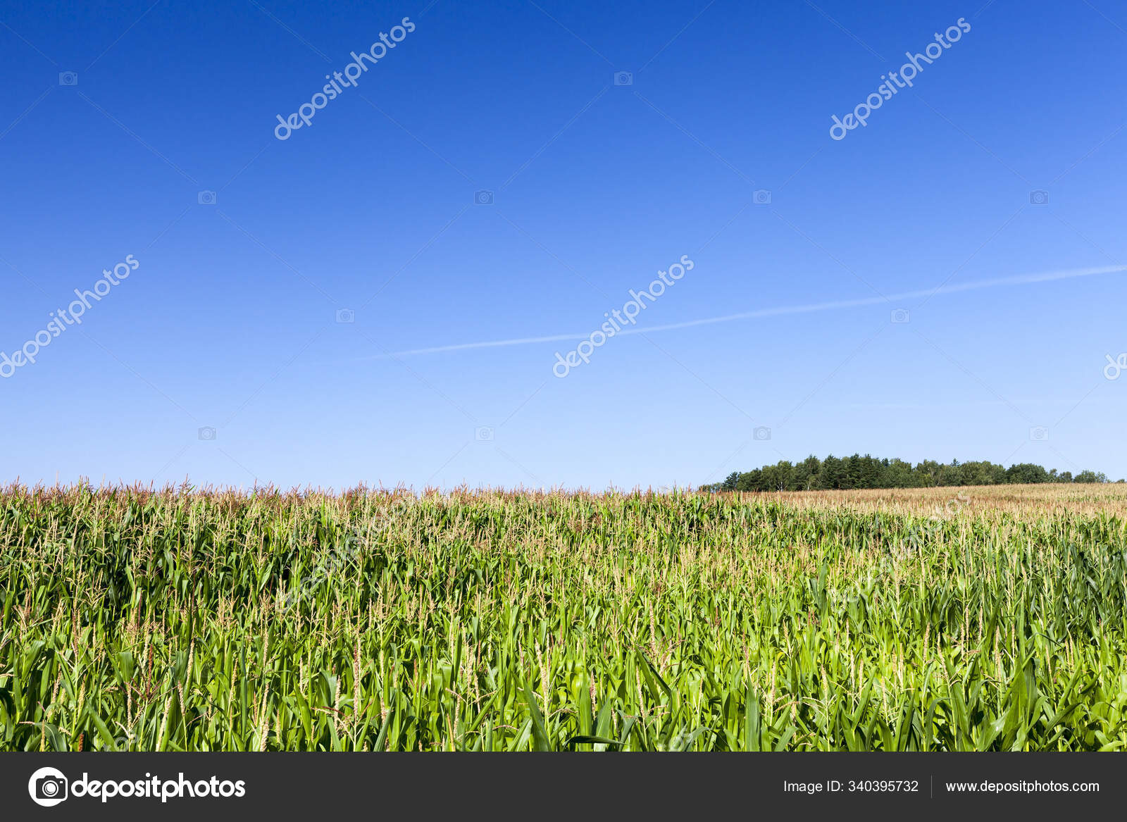 Green Corn Field Background Blue Sky Summer Landscape Agricultural ...