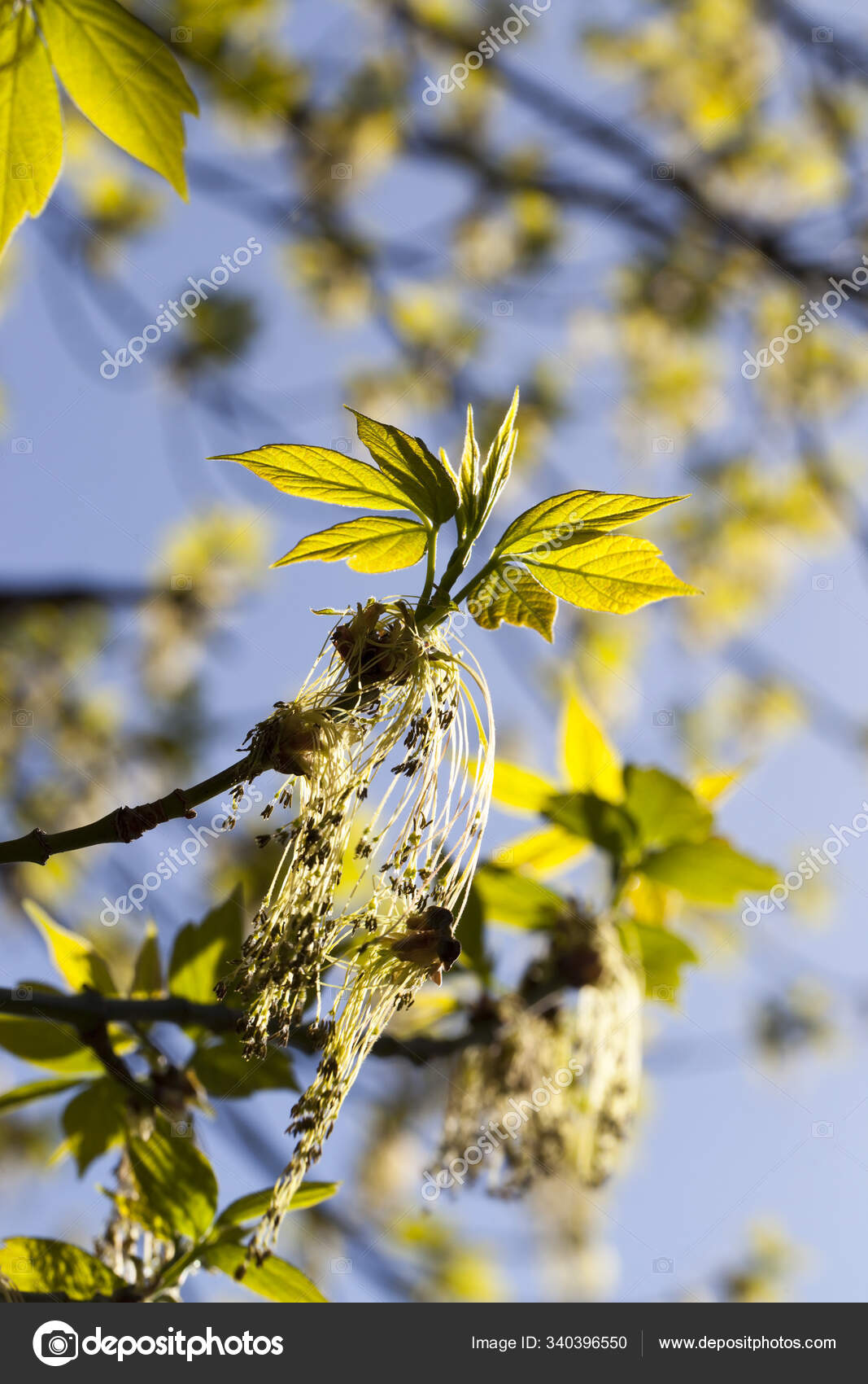 Beautiful Flowering Maple Varieties Which Male Female Flowers Spring ...