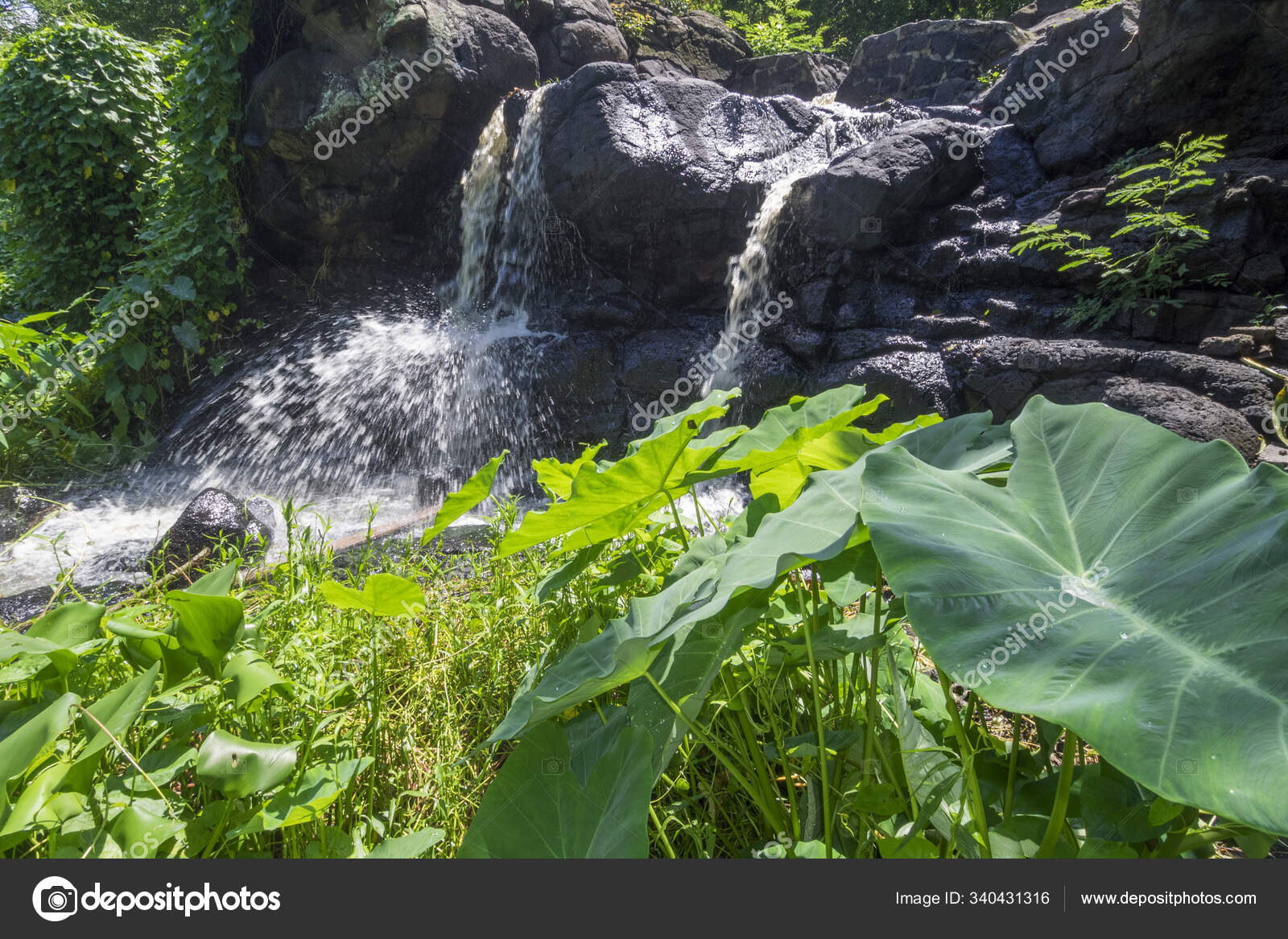 Waterfall Nature River Flow Environment Stock Photo by ...