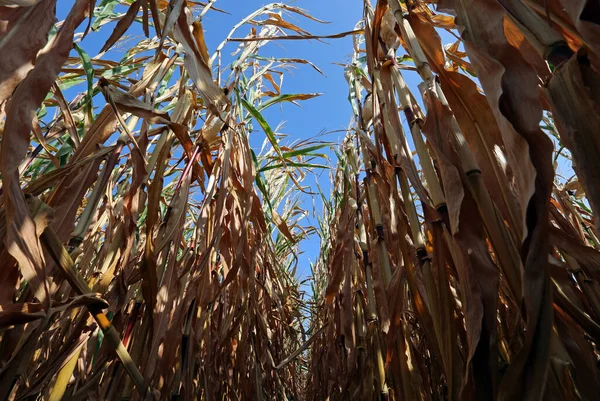 Scary corn field Stock Photos, Royalty Free Scary corn field Images ...