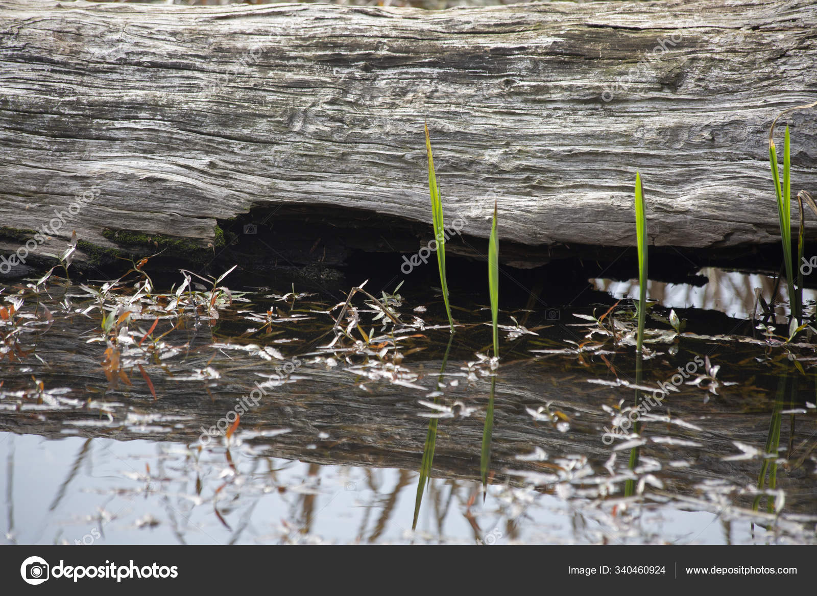 One Log Lying Muddy Swampy Area Stock Photo by ©PantherMediaSeller ...