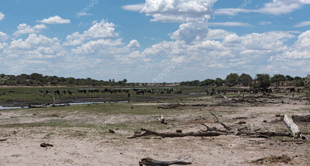 Paisaje en el río Boteti, Parque Nacional Makgadikgadi, Botswana ...