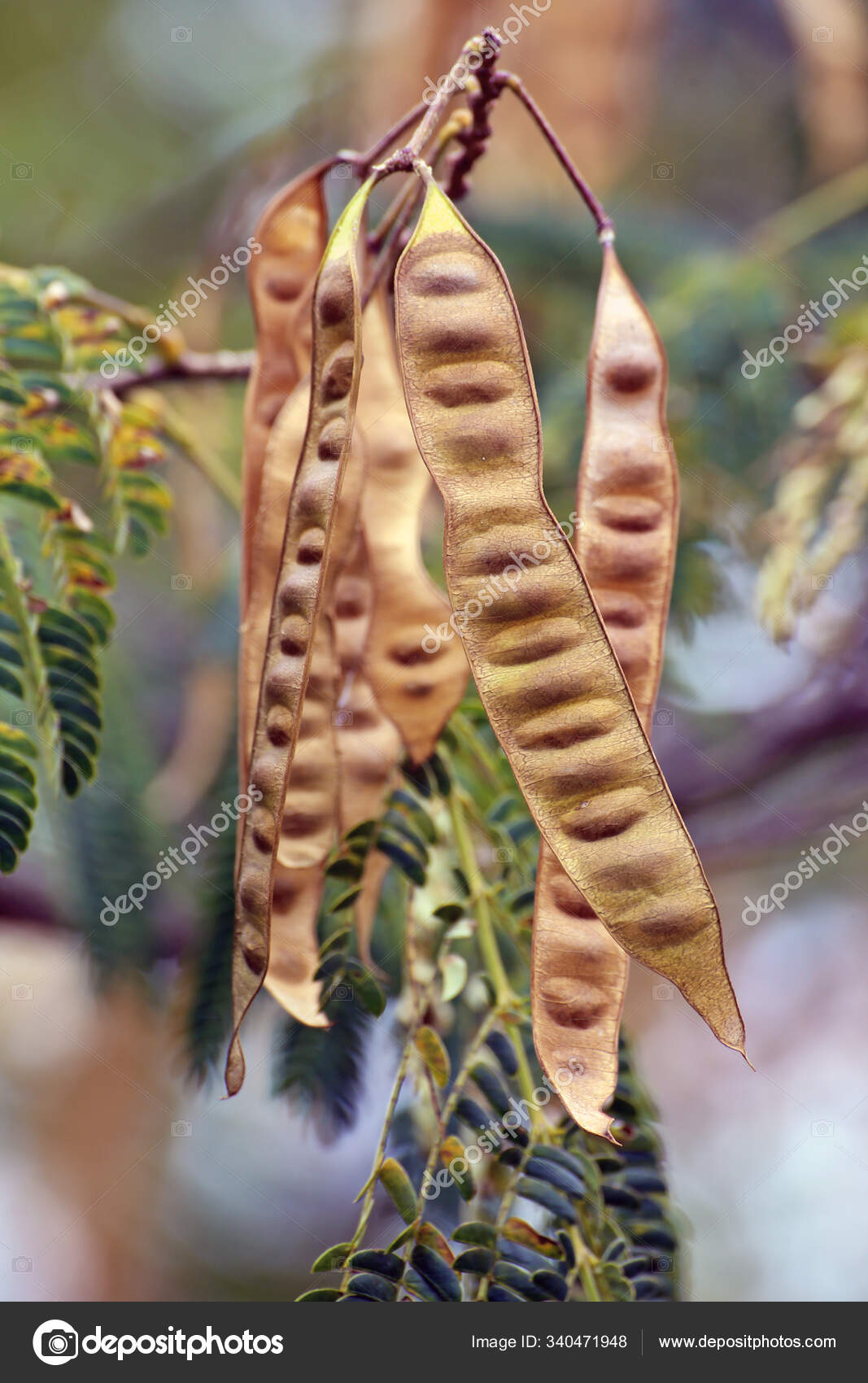 Legumbres Del Árbol Dormido Seda Seda Acacia Albizia Julibrissin — Foto ...