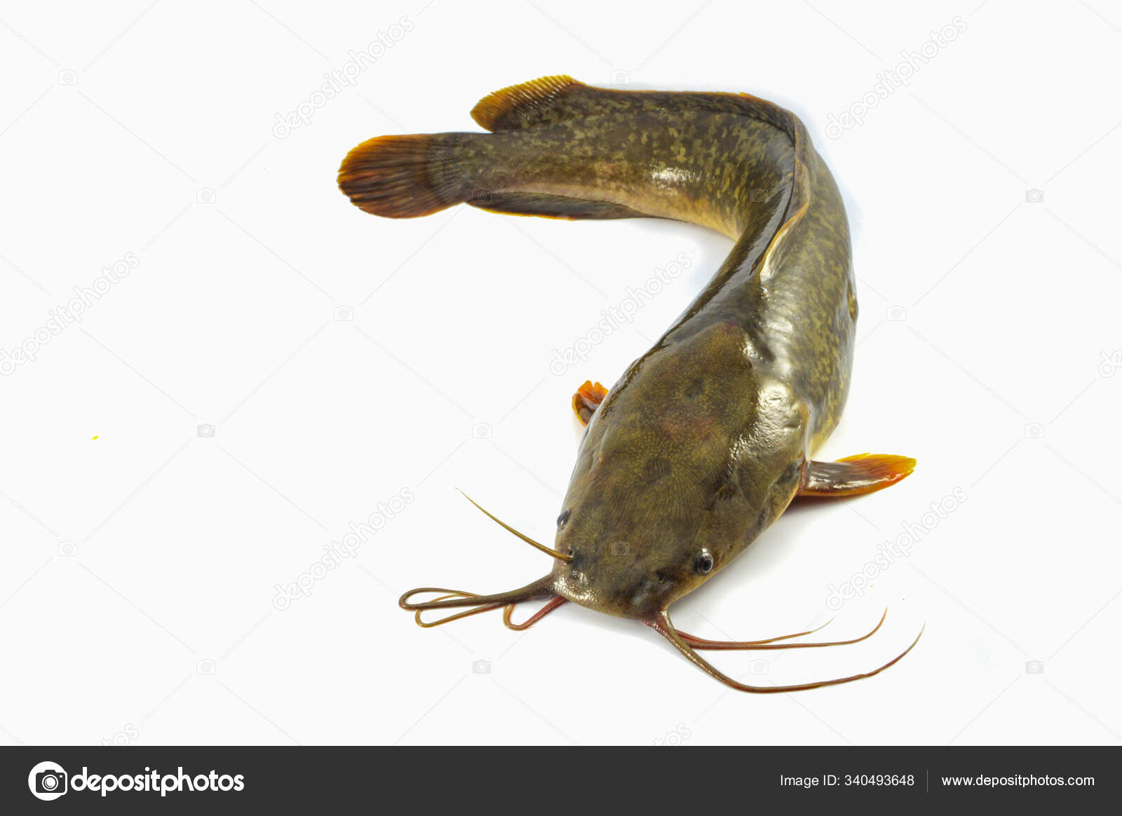 Bagre Aislado Fresco Bagre Crudo Aislado Sobre Fondo Blanco Pescado ...