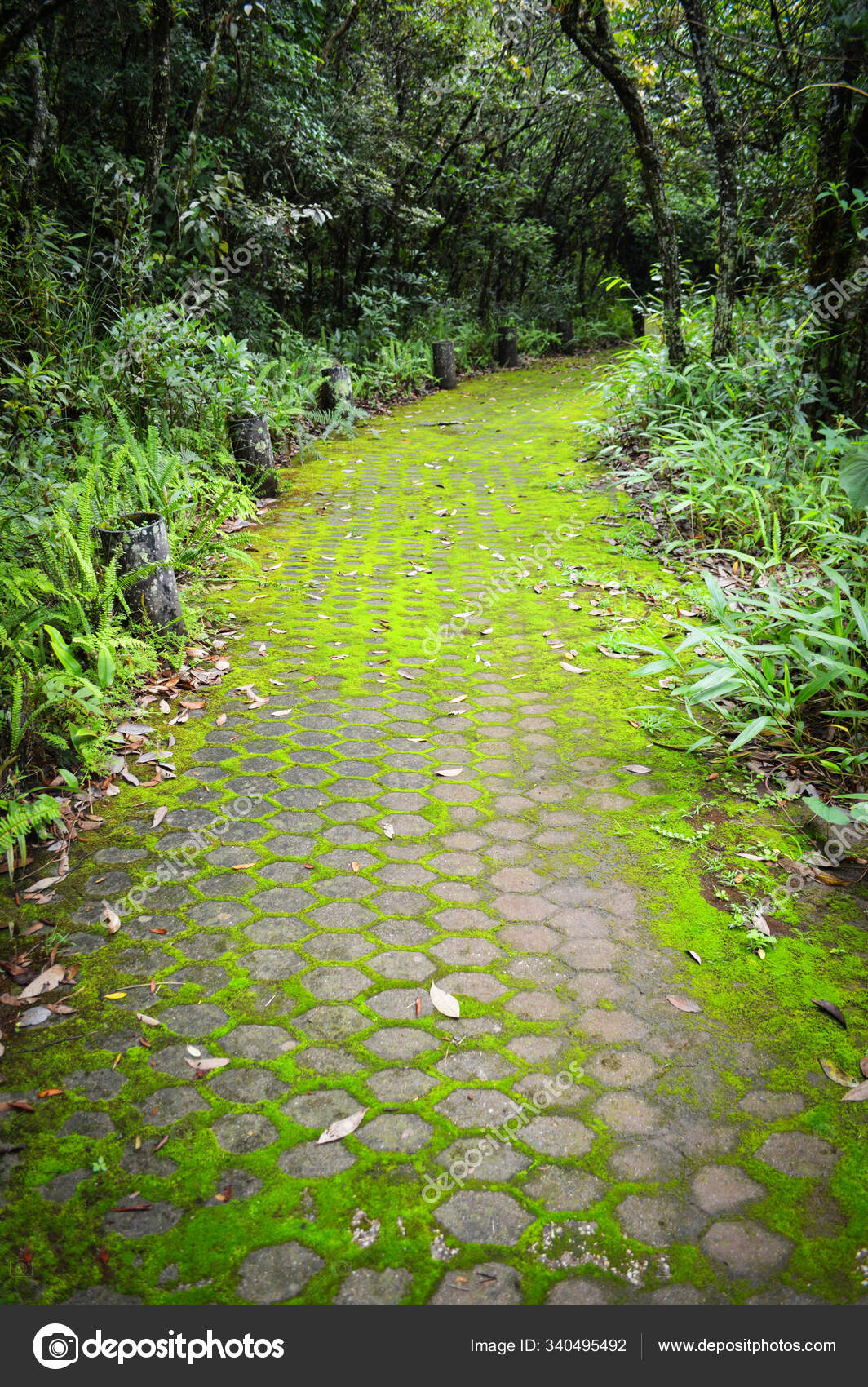 Green Moss Brick Walkway Trees Pathway Forest — Stock Photo ...