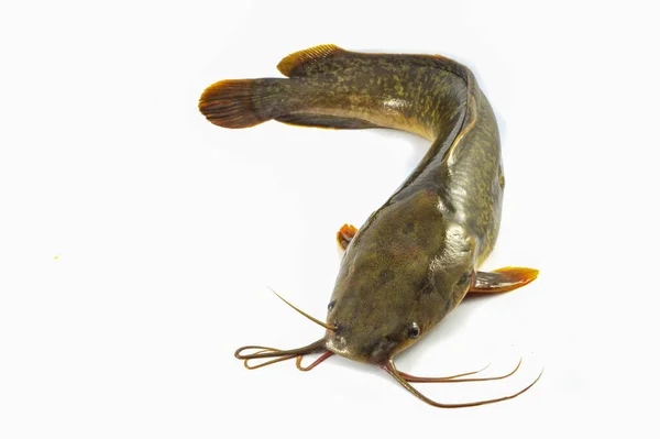 African catfish Stock Photos, Royalty Free African catfish Images ...