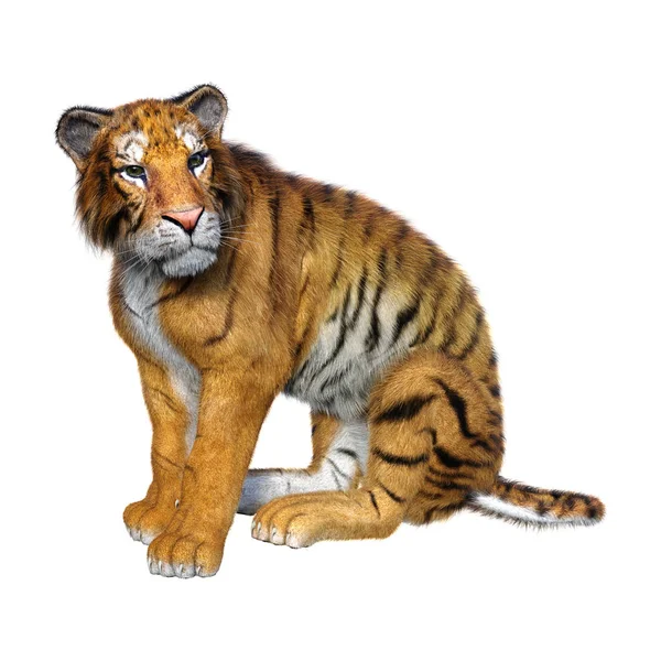 Tiger full body Stock Photos, Royalty Free Tiger full body Images ...