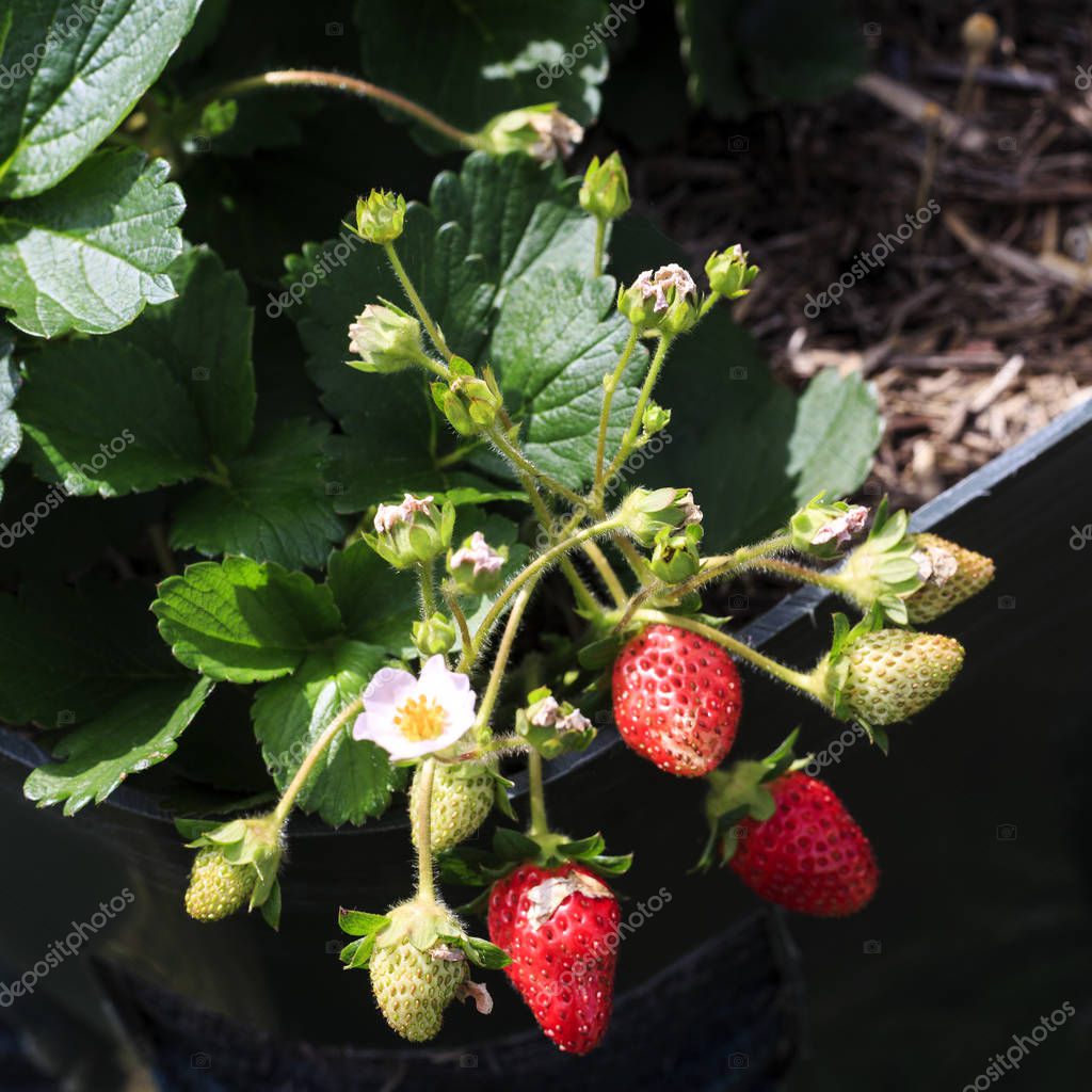 Partes de una planta de fresa (g nero Fragaria) con varias flores y ...
