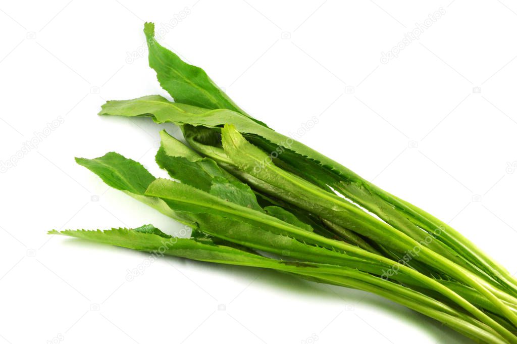 culantro fresco / cilantro de diente de sierra eryngium foetidum sobre ...