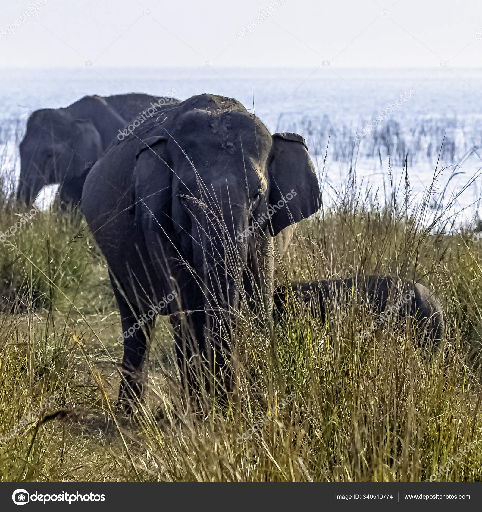 Indian Elephant Family Elephas Maximus Indicus Ramganga Reservoir ...