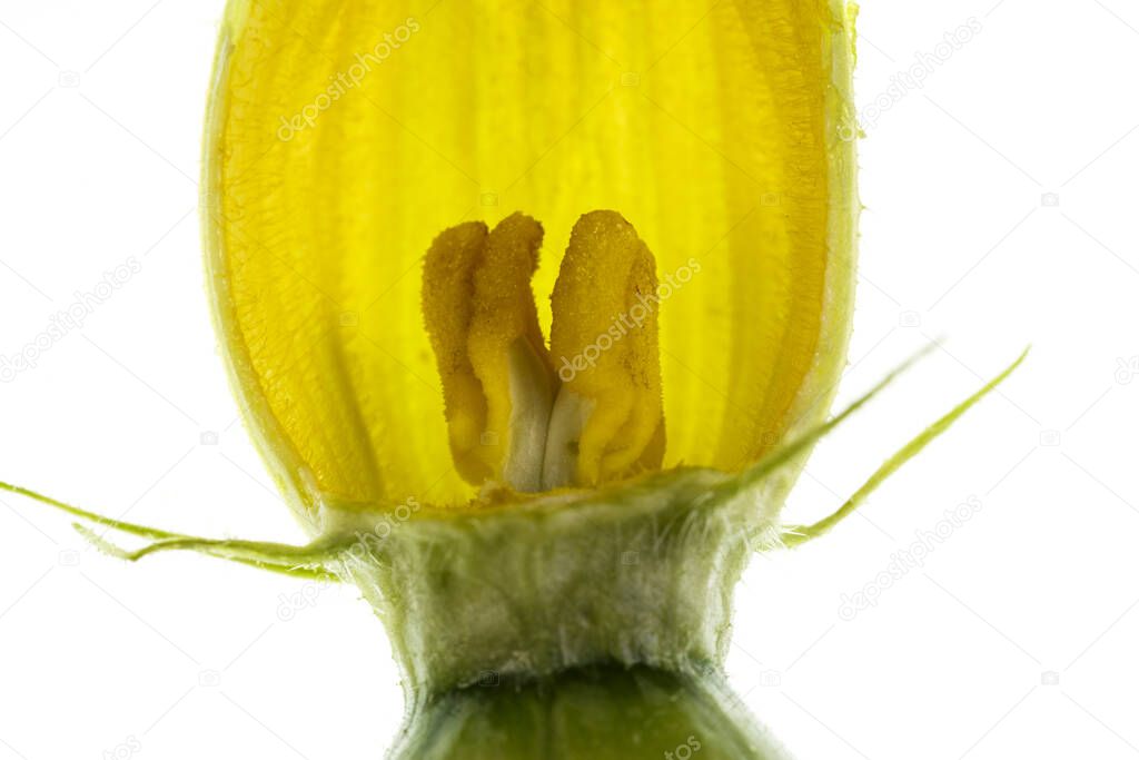 Vista de una flor femenina disecada de calabaza, o pistilado, con ...