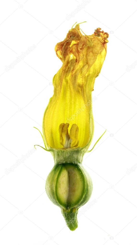 Vista de una flor femenina disecada de calabaza, o pistilado, con ...