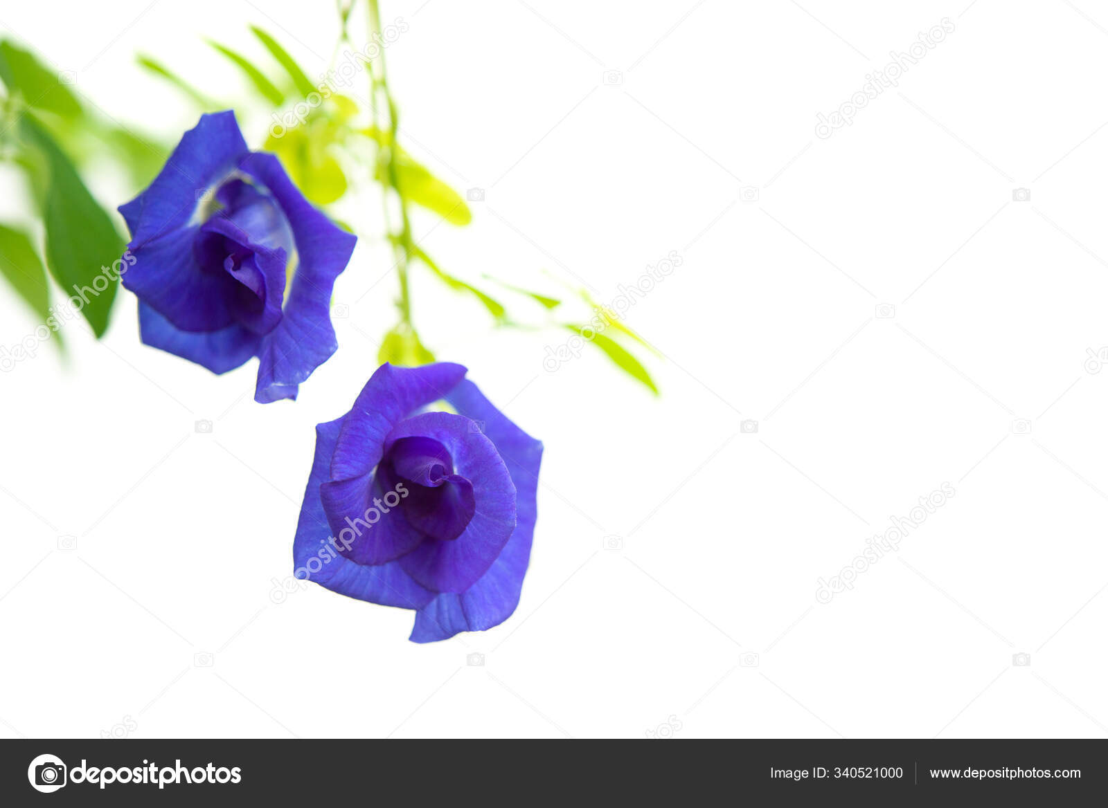 Blue Butterfly Pea Flowers Tree Plant Isolated White Background Stock ...