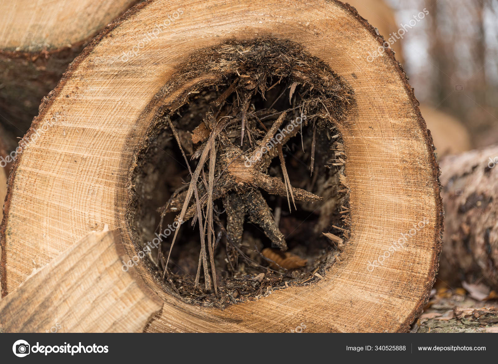 Cut Tree Rotten Core Annual Rings Close ⬇ Stock Photo, Image by ...