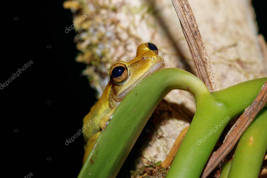 tree frog Boophis rhodoscelis, especie de anfibios de la familia Mantellidae. Parque Nacional de ...