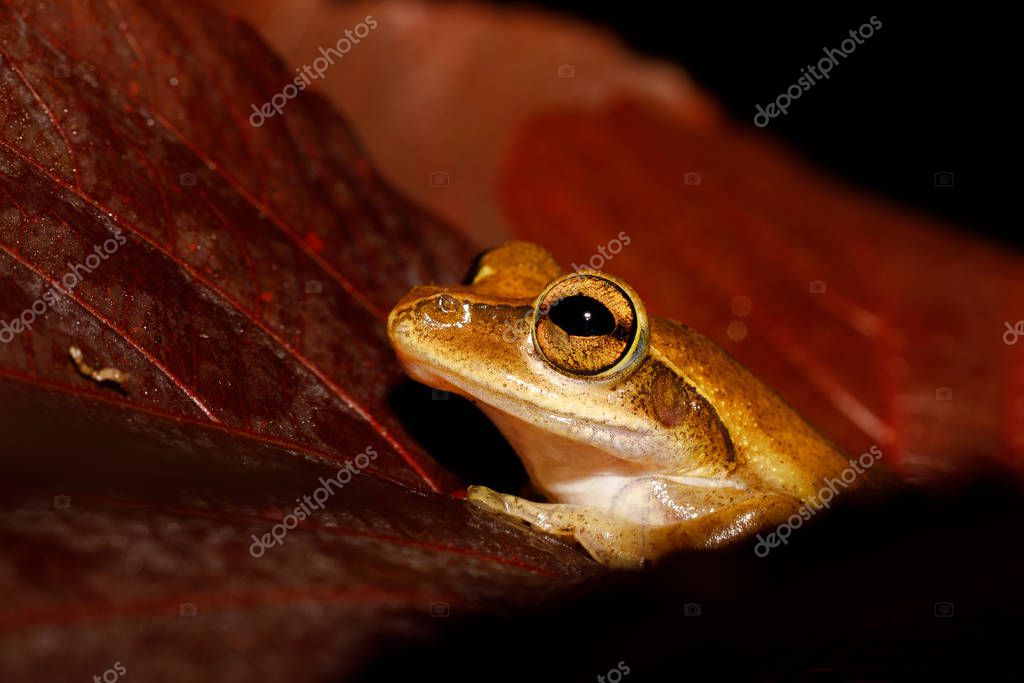 tree frog Boophis rhodoscelis, especie de anfibios de la familia Mantellidae. Parque Nacional de ...