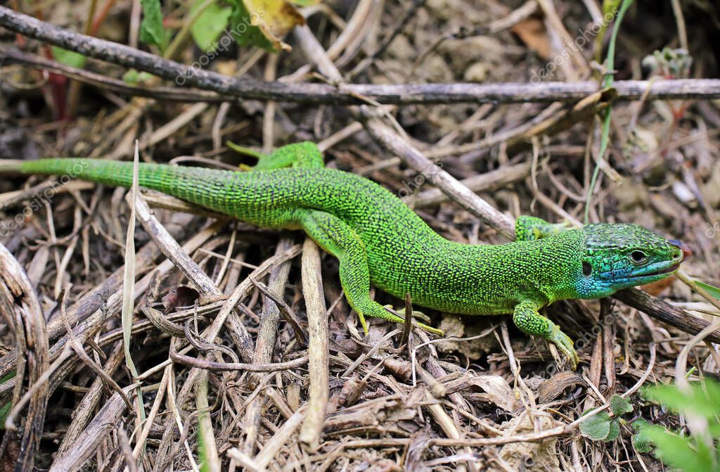 iching lagarto esmeralda lacerta viridis de la silla imperial 2024