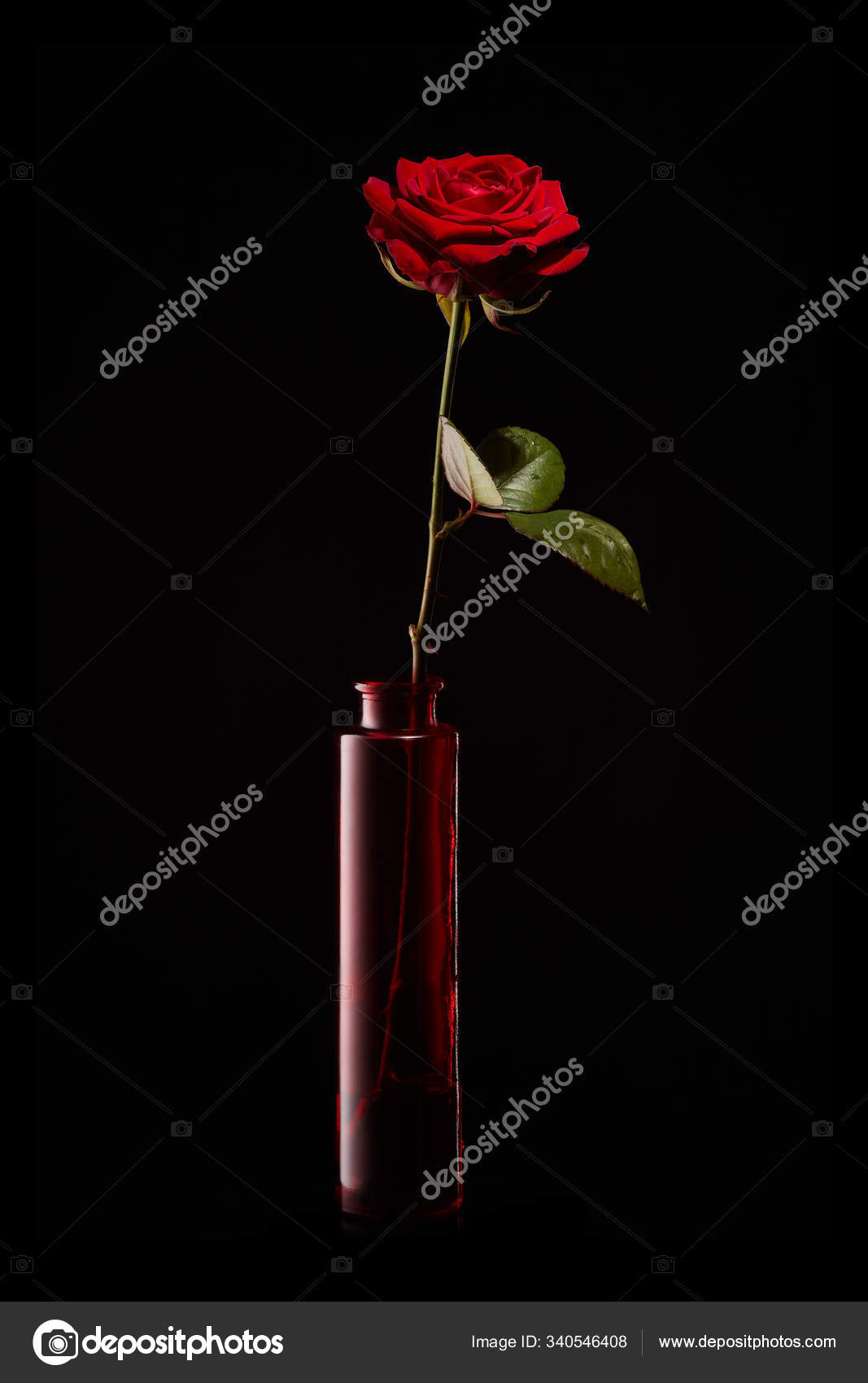 Single Red Rose Vase Black Background Concept Love Romance Valentines ...